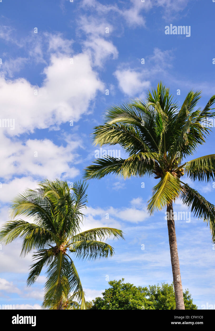 Coconuts palm, Bahamas Stock Photo - Alamy