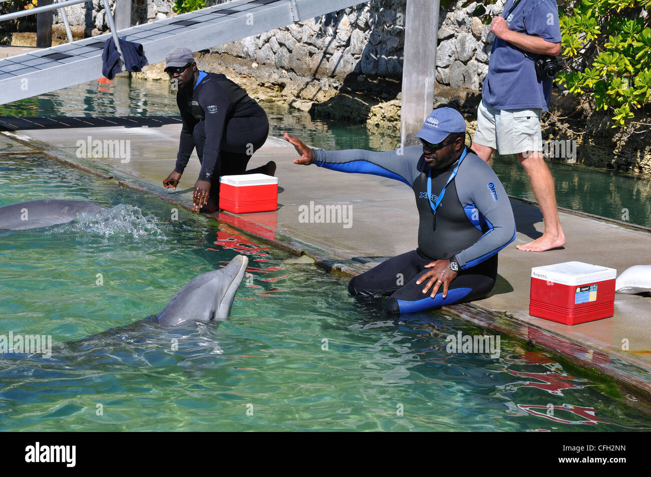 UNEXSO Dolphin Close Encounter, Bahamas Stock Photo - Alamy