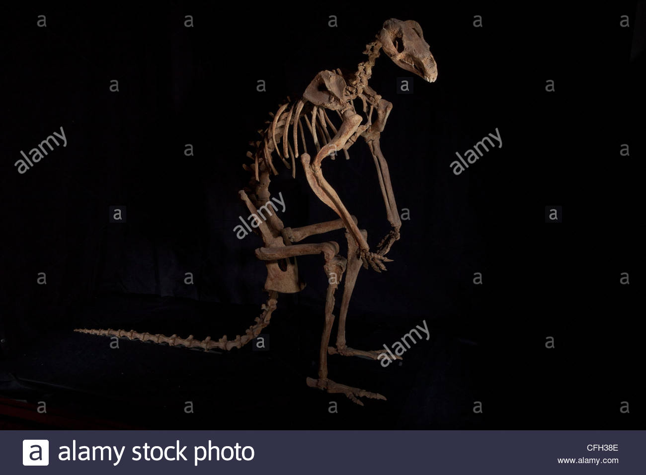Pleistocene Megafauna Stock Photos & Pleistocene Megafauna Stock Images ...