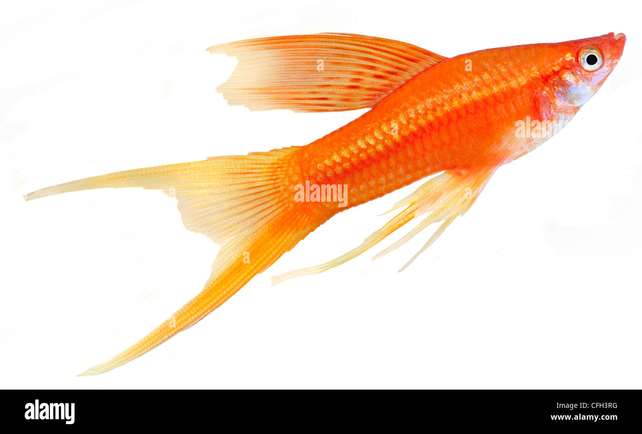 Hi Fin Lyretail Swordtail isolated on white background Stock Photo - Alamy