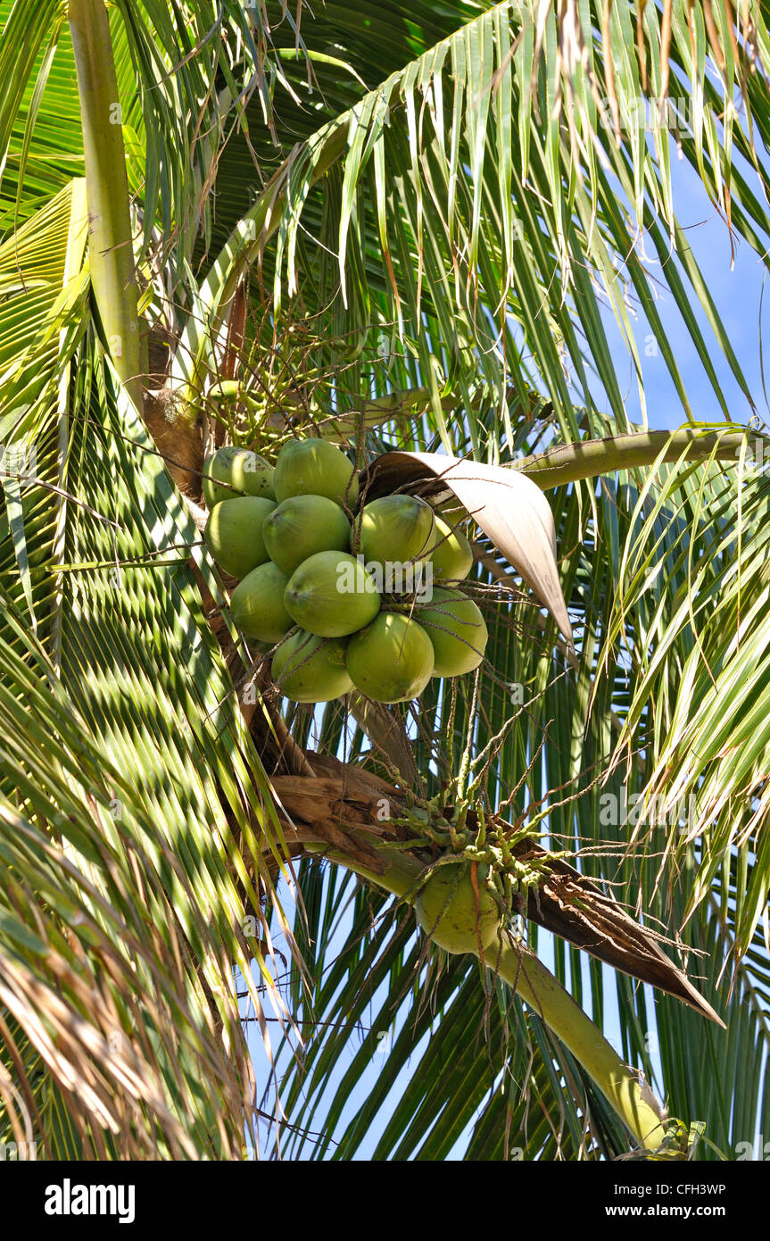 Coconuts palm, Bahamas Stock Photo - Alamy