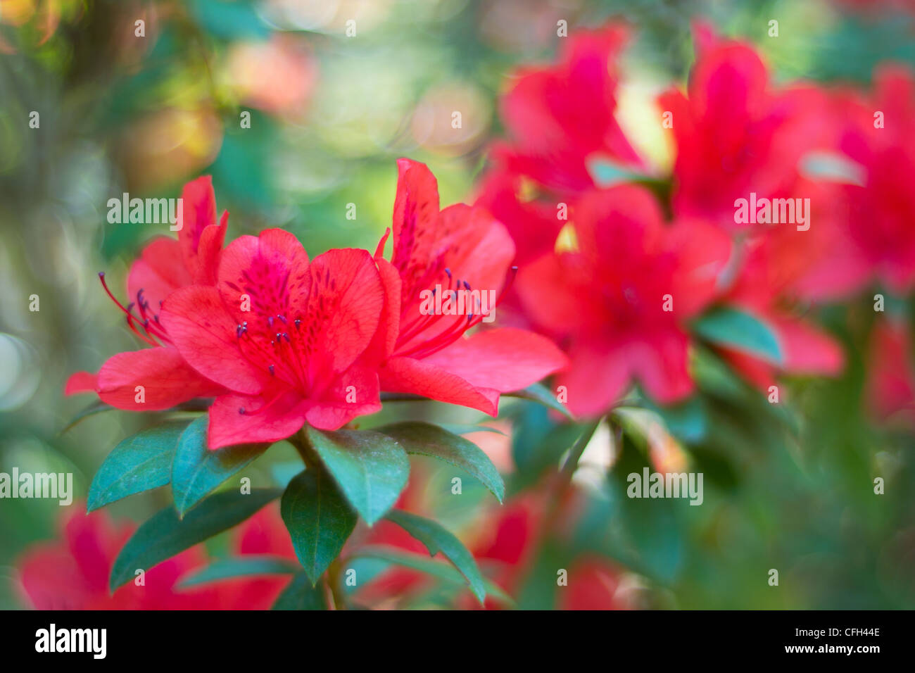 Azalea (Rhododendron simsii Planch Stock Photo - Alamy