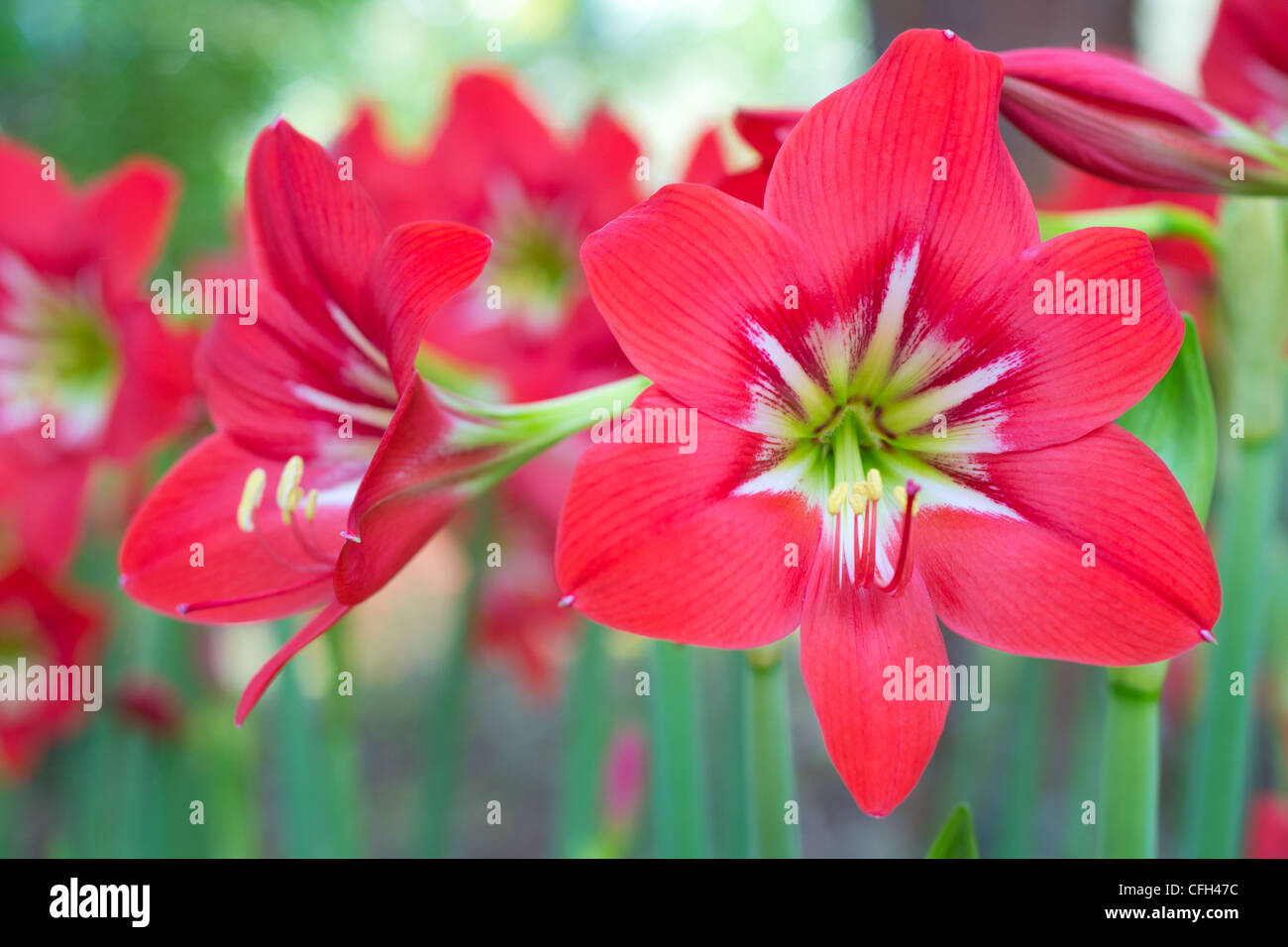 Hippeastrum hi-res stock photography and images - Alamy
