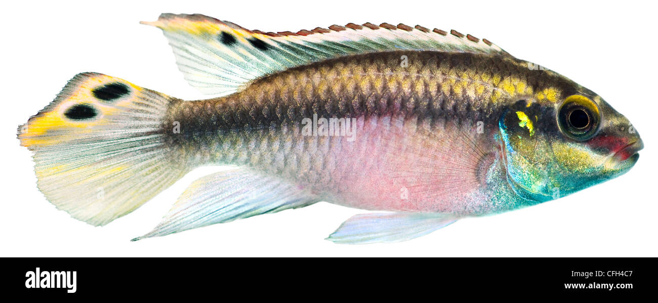 Kribensis isolated in white background. Purple Cichlid, Rainbow Krib ...