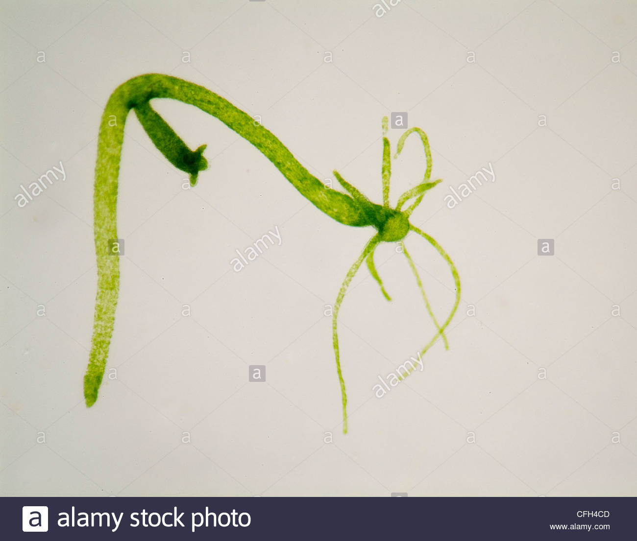 Hydra Microscope Stock Photos & Hydra Microscope Stock Images - Alamy