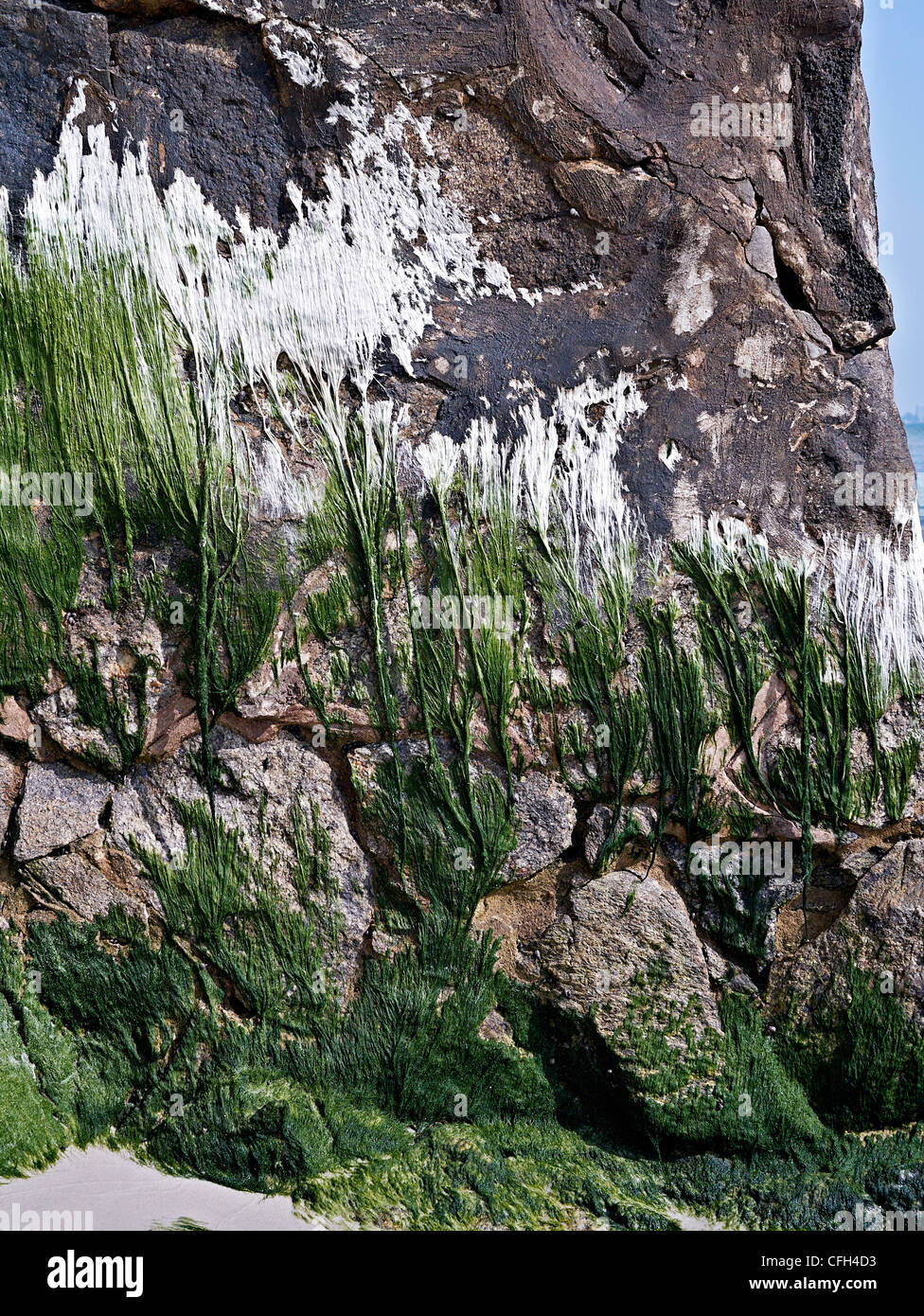 Sea moss seaweed hi-res stock photography and images - Alamy