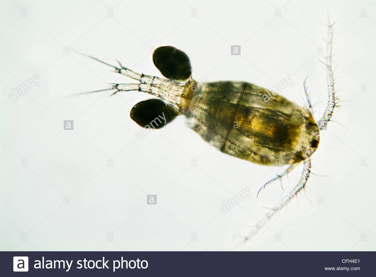 Cyclops Copepod Stock Photos & Cyclops Copepod Stock Images - Alamy