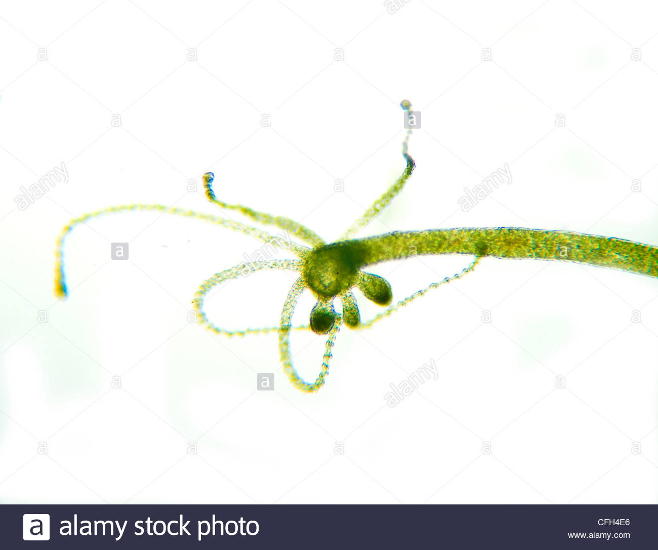Hydra Microscope Stock Photos & Hydra Microscope Stock Images - Alamy