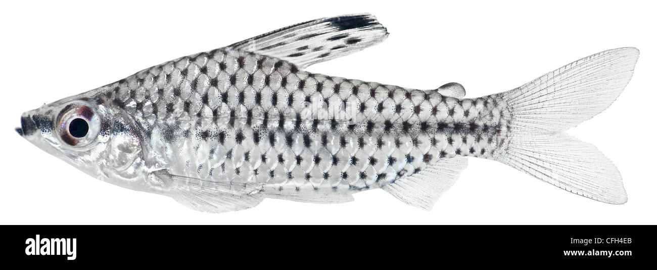 Spotted Headstander fish isolated in white background. Chilodus ...