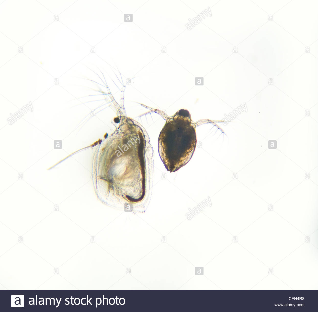 Water Fleas High Resolution Stock Photography and Images - Alamy