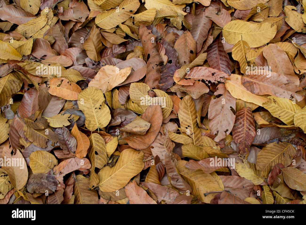 dry leaves background Stock Photo - Alamy