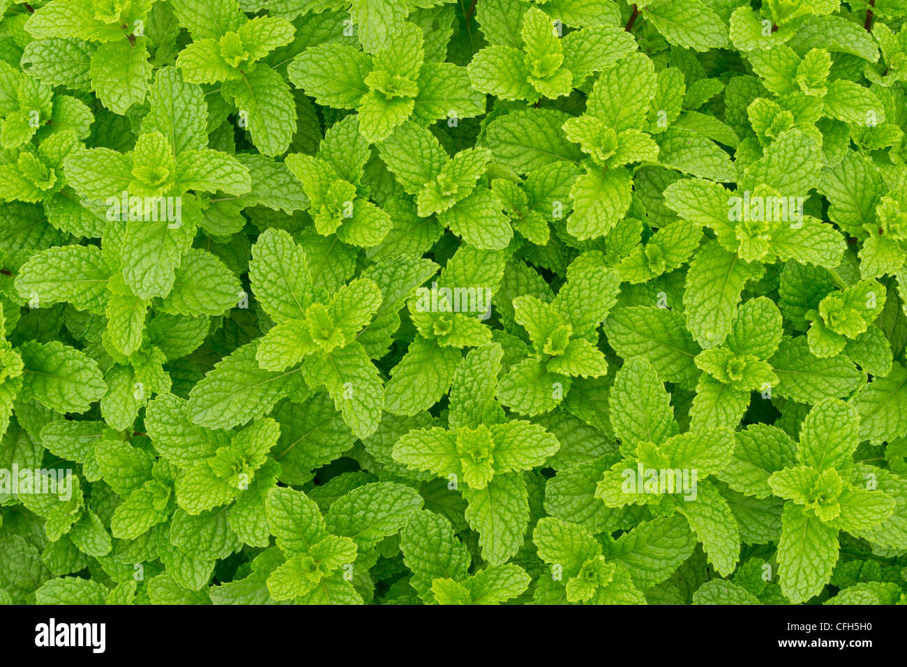Brandy mint hi-res stock photography and images - Alamy