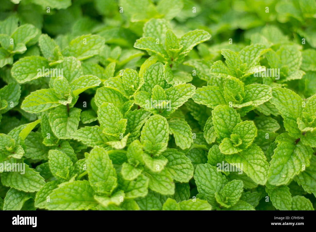 Living mint herb hi-res stock photography and images - Alamy
