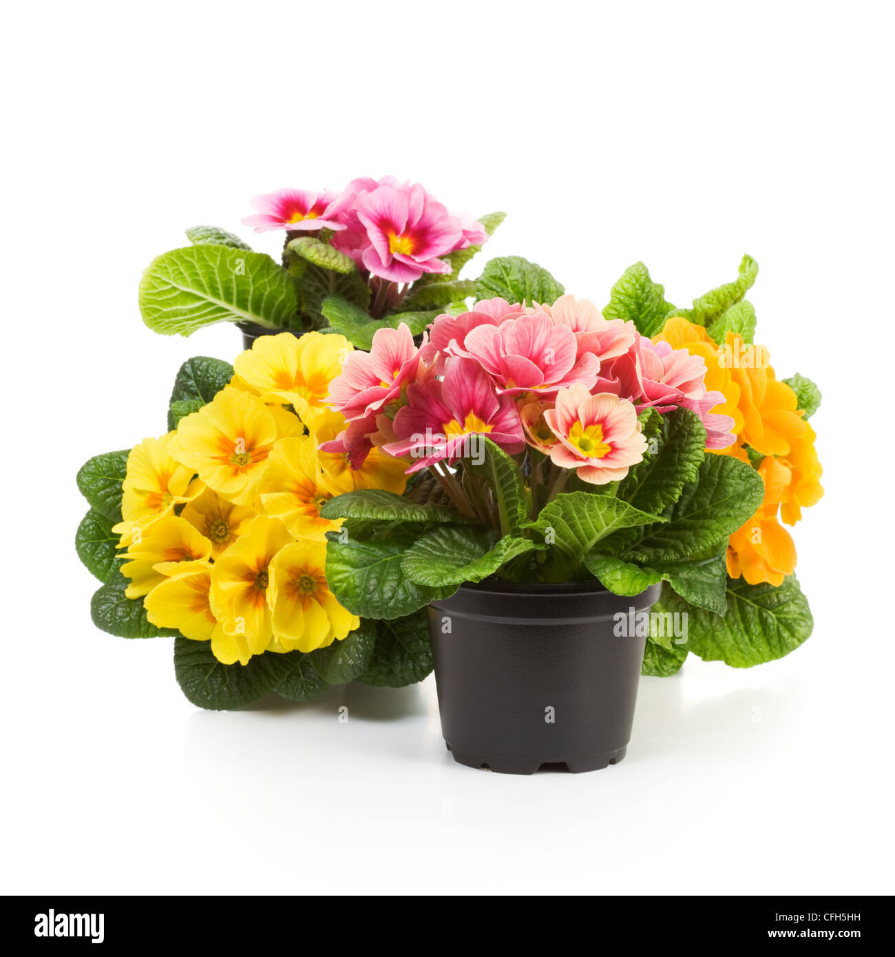 Mixed spring flowers container hi-res stock photography and images - Alamy