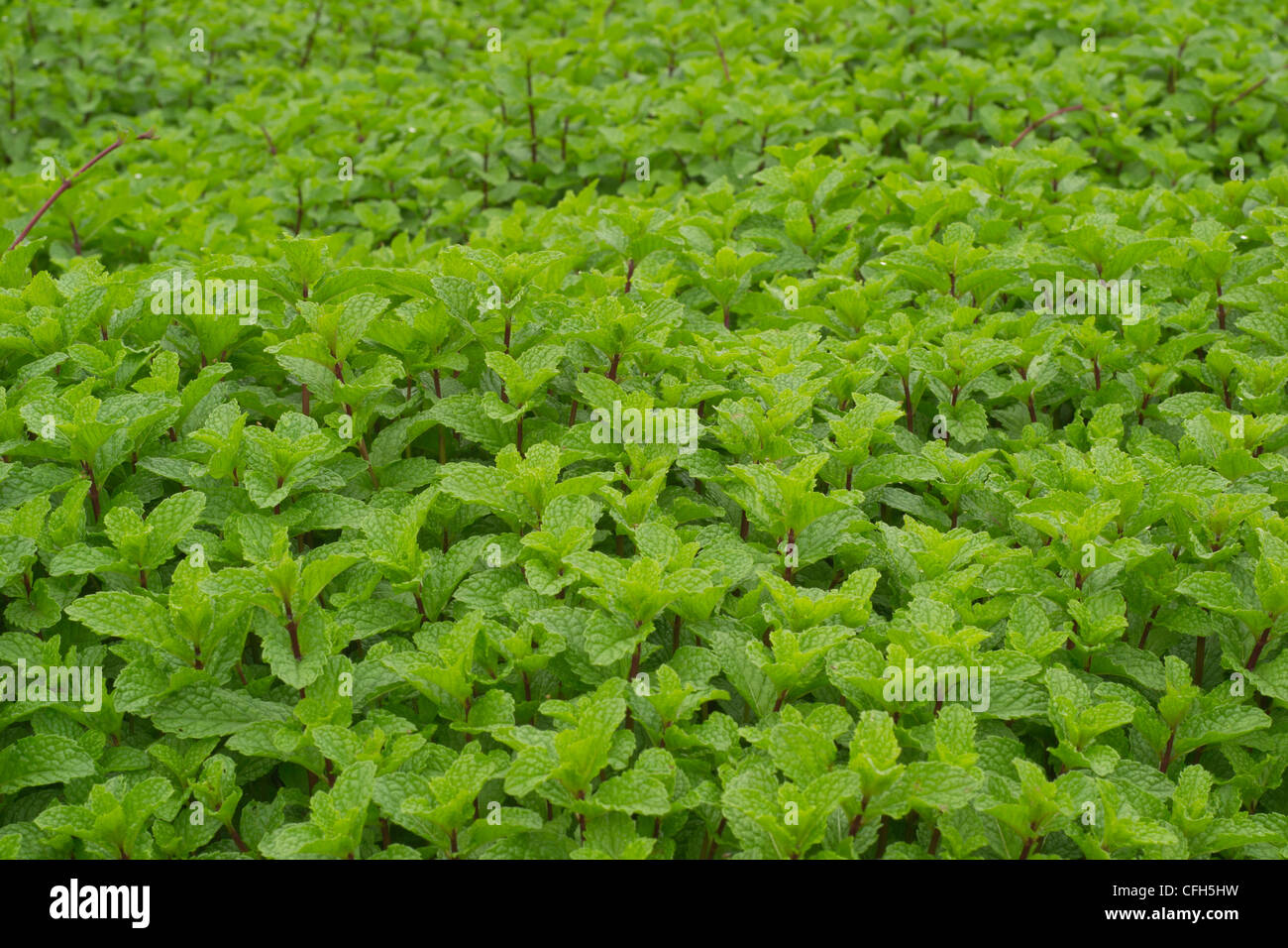 Brandy mint hi-res stock photography and images - Alamy