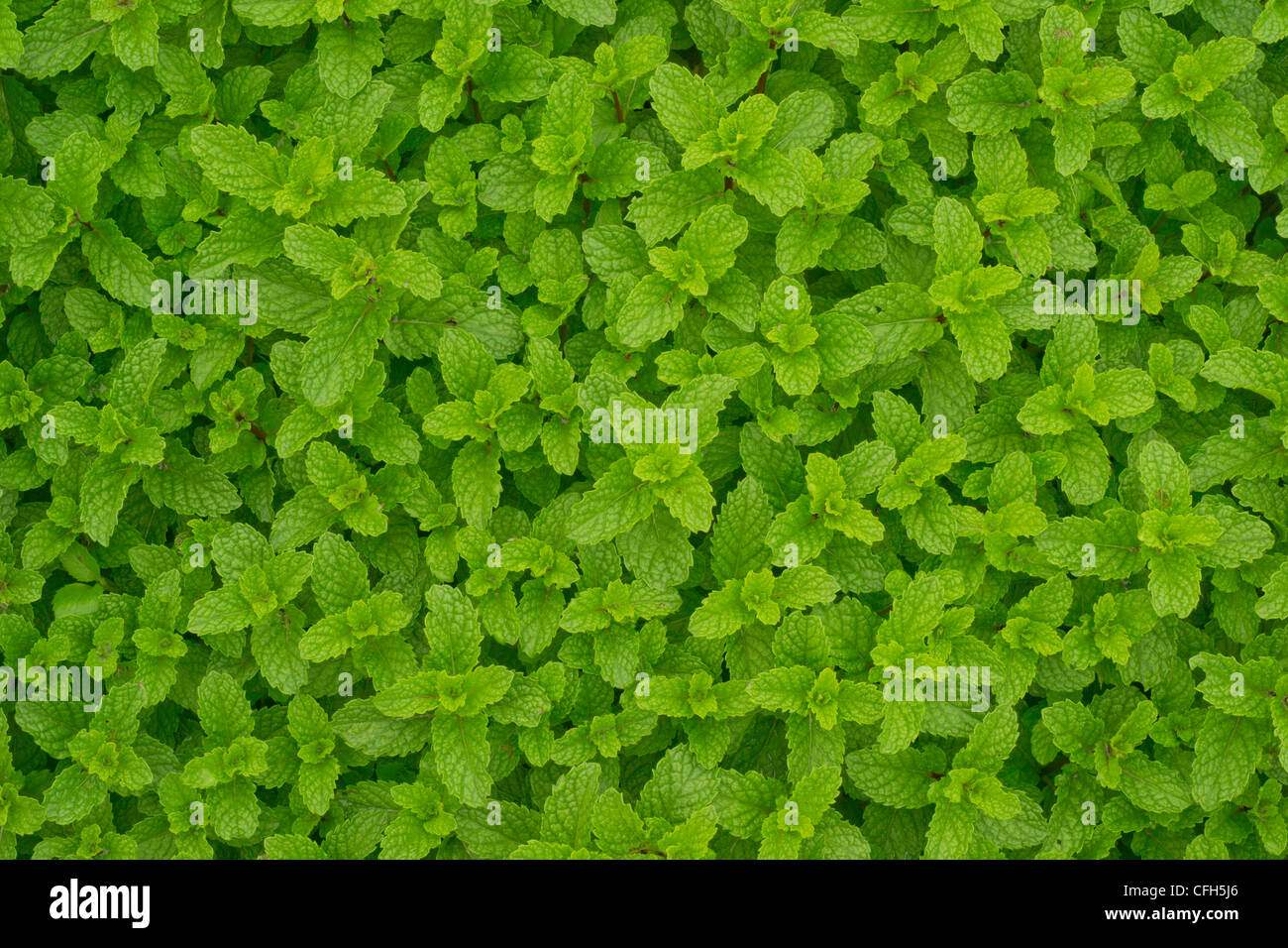 Brandy mint hi-res stock photography and images - Alamy