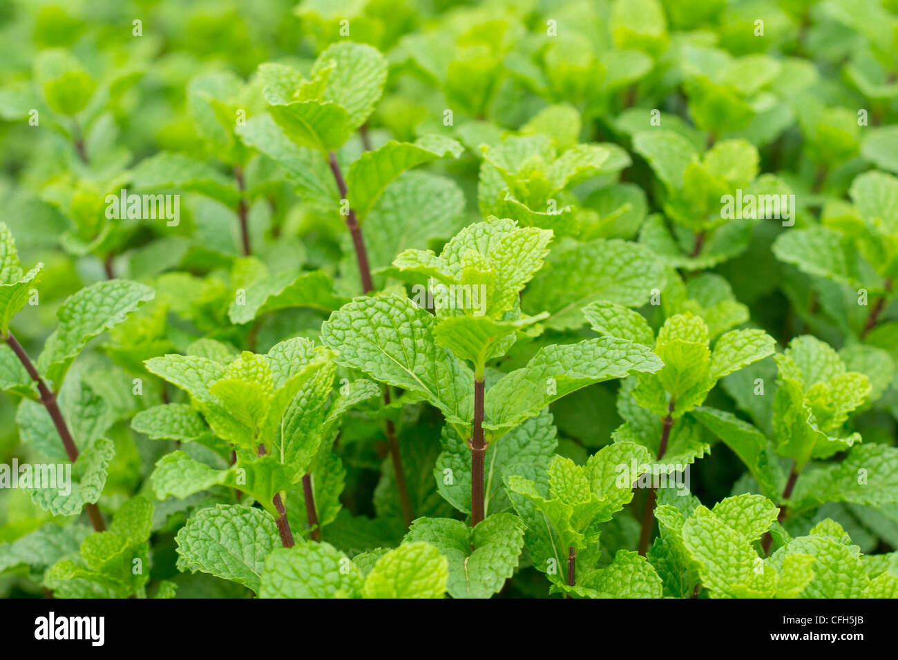 Brandy mint hi-res stock photography and images - Alamy