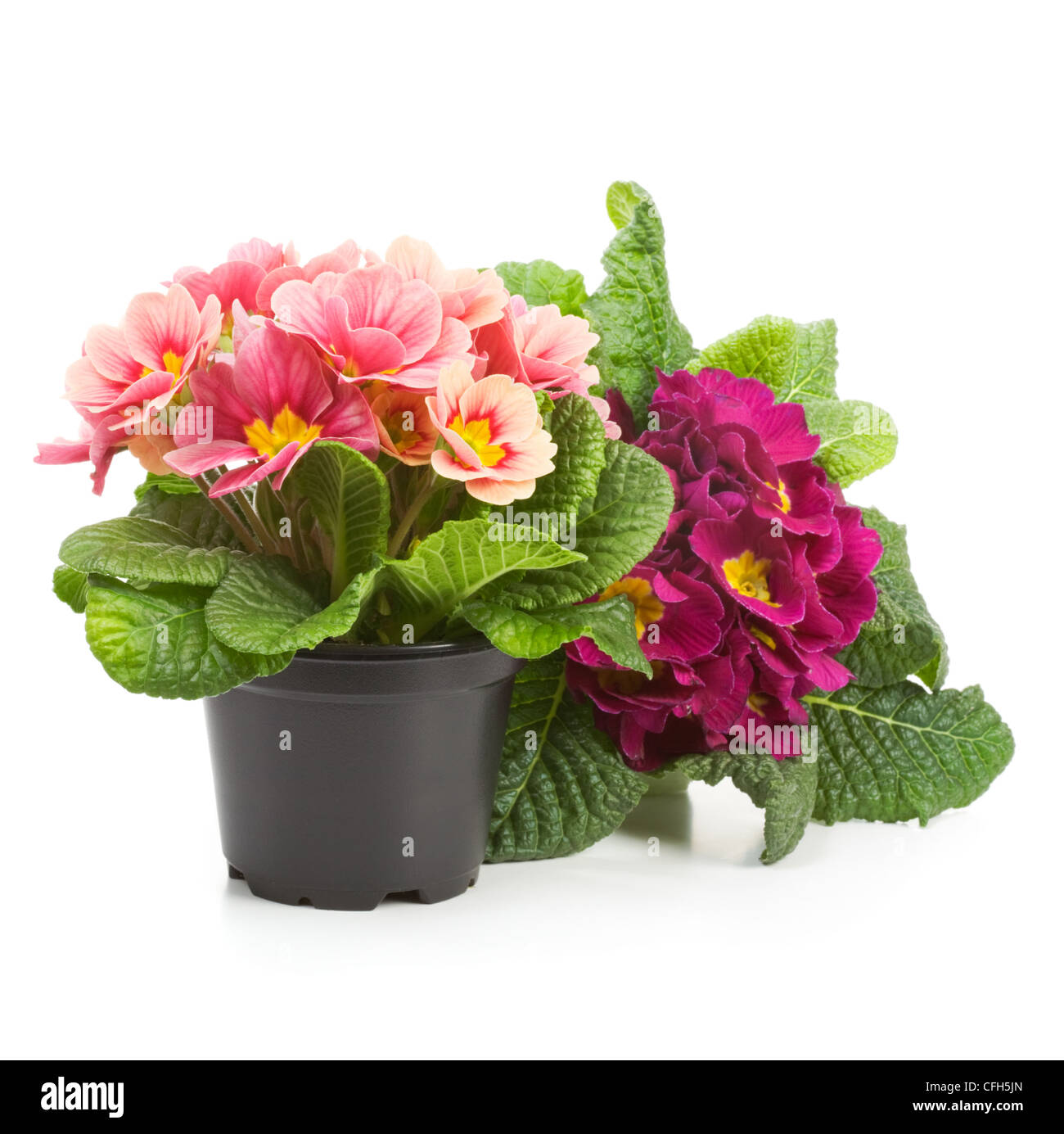 Two plastic growing pots with primula flowers in the spring Stock Photo ...