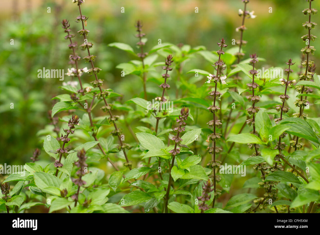 Thai Basil isolated on white background Stock Photo - Alamy