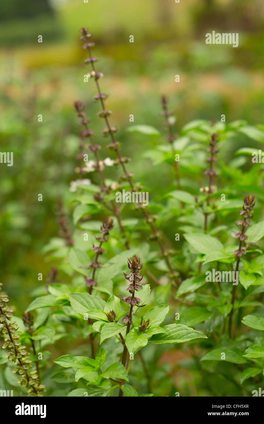 Thai Basil isolated on white background Stock Photo - Alamy