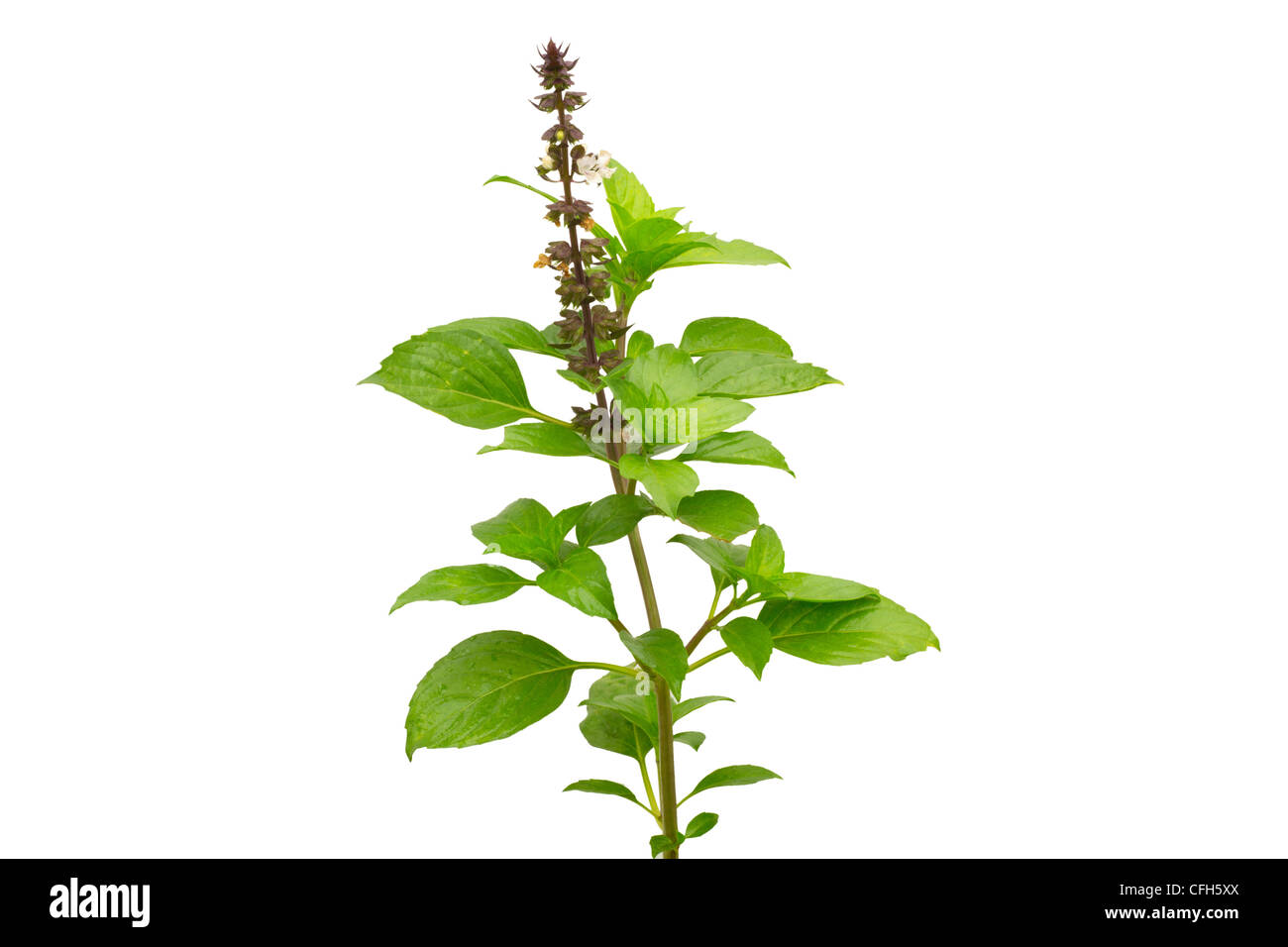 Thai Basil isolated on white background Stock Photo - Alamy