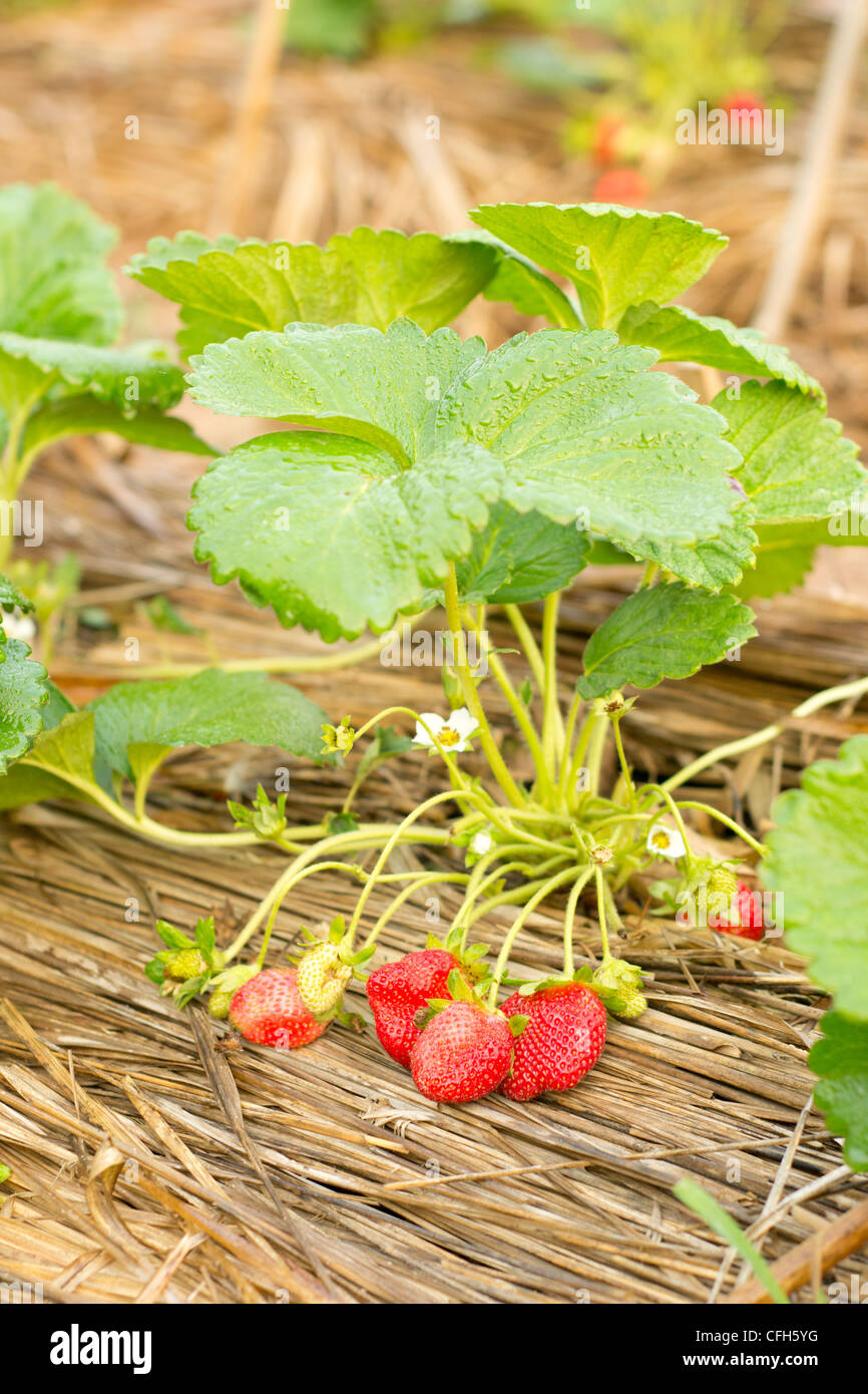 Fresh organic strawberries Stock Photo - Alamy