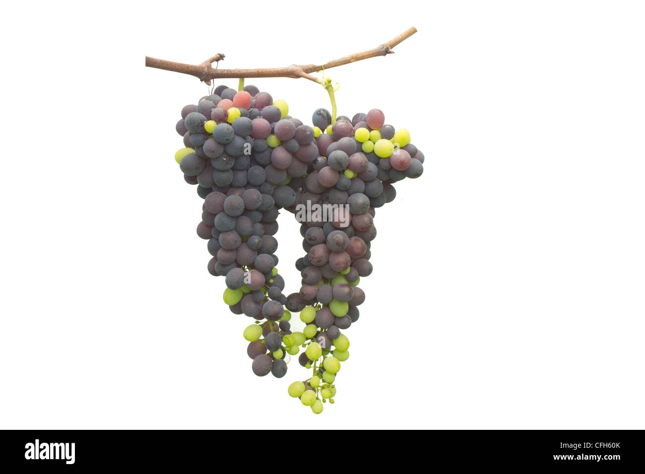 Vine white grape vitis Cut Out Stock Images & Pictures - Alamy