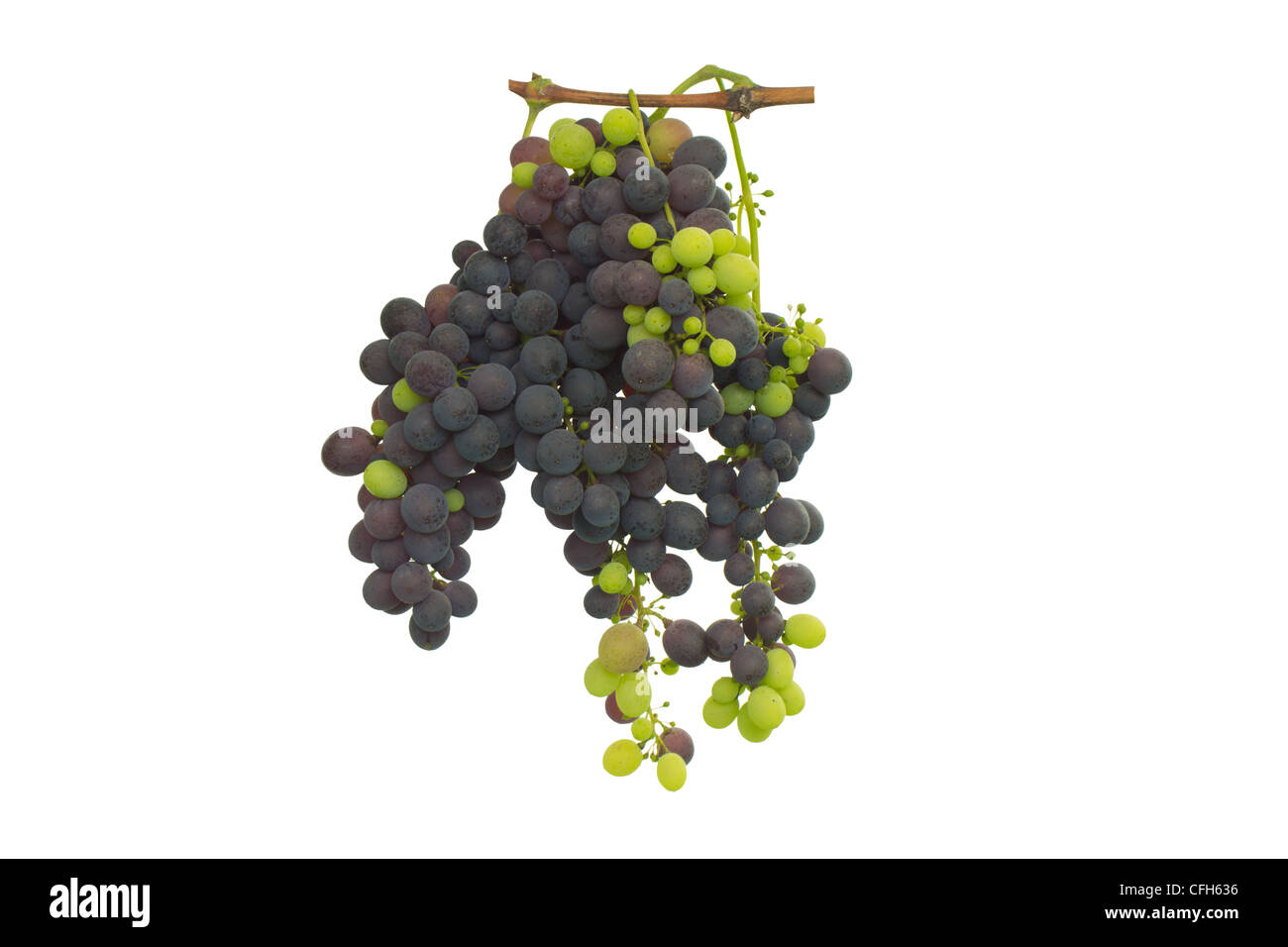 purple grape isolated on white background Stock Photo - Alamy