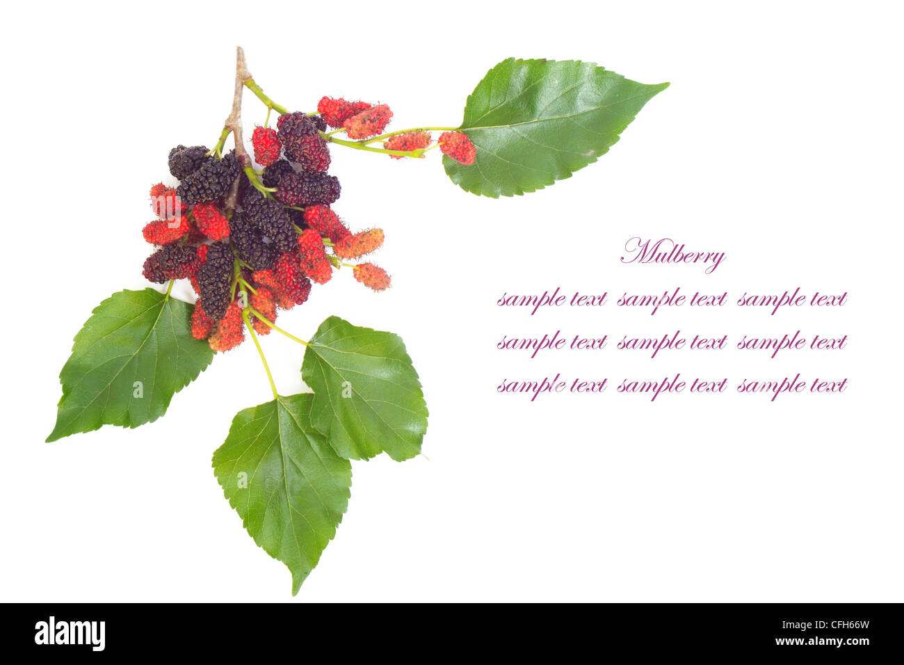 Pile mulberry fruit on Cut Out Stock Images & Pictures - Alamy