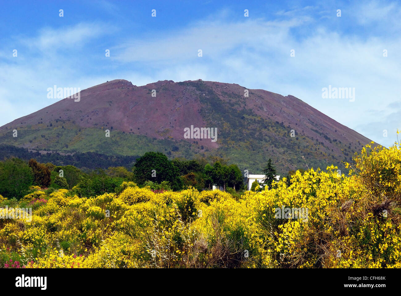 Vesuvius : the brooms that grow on the volcano Stock Photo - Alamy