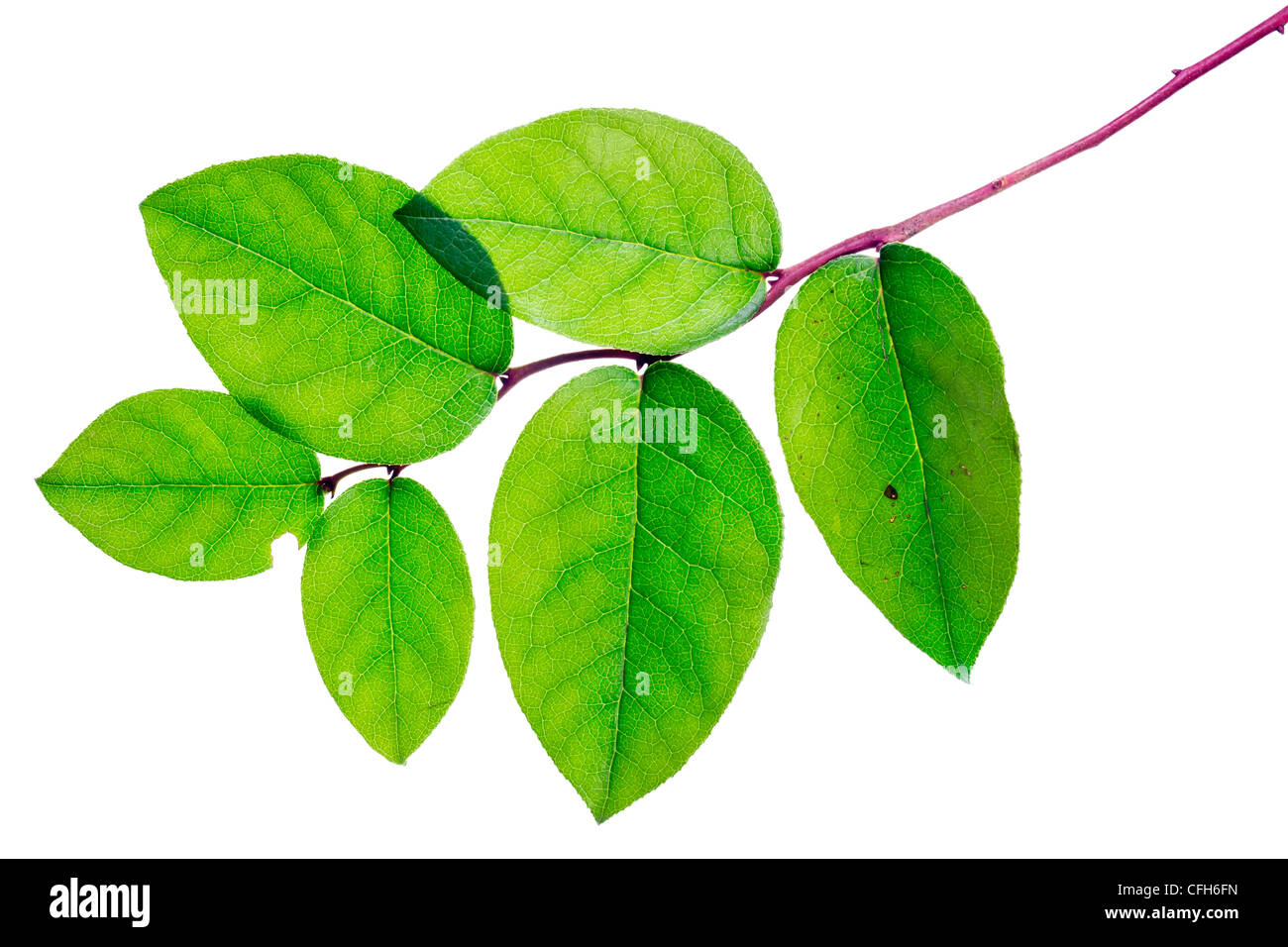 Textured isolated real red branch with green leaves Stock Photo - Alamy
