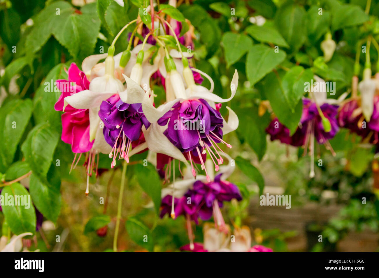 Hanging Fuchsia with large double flowers in pink and purple Stock ...