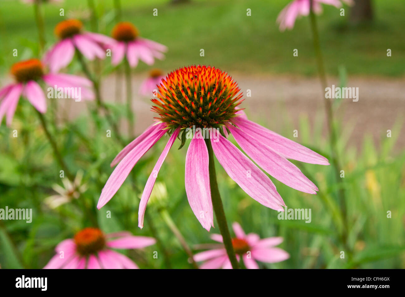 Turku native hi-res stock photography and images - Alamy