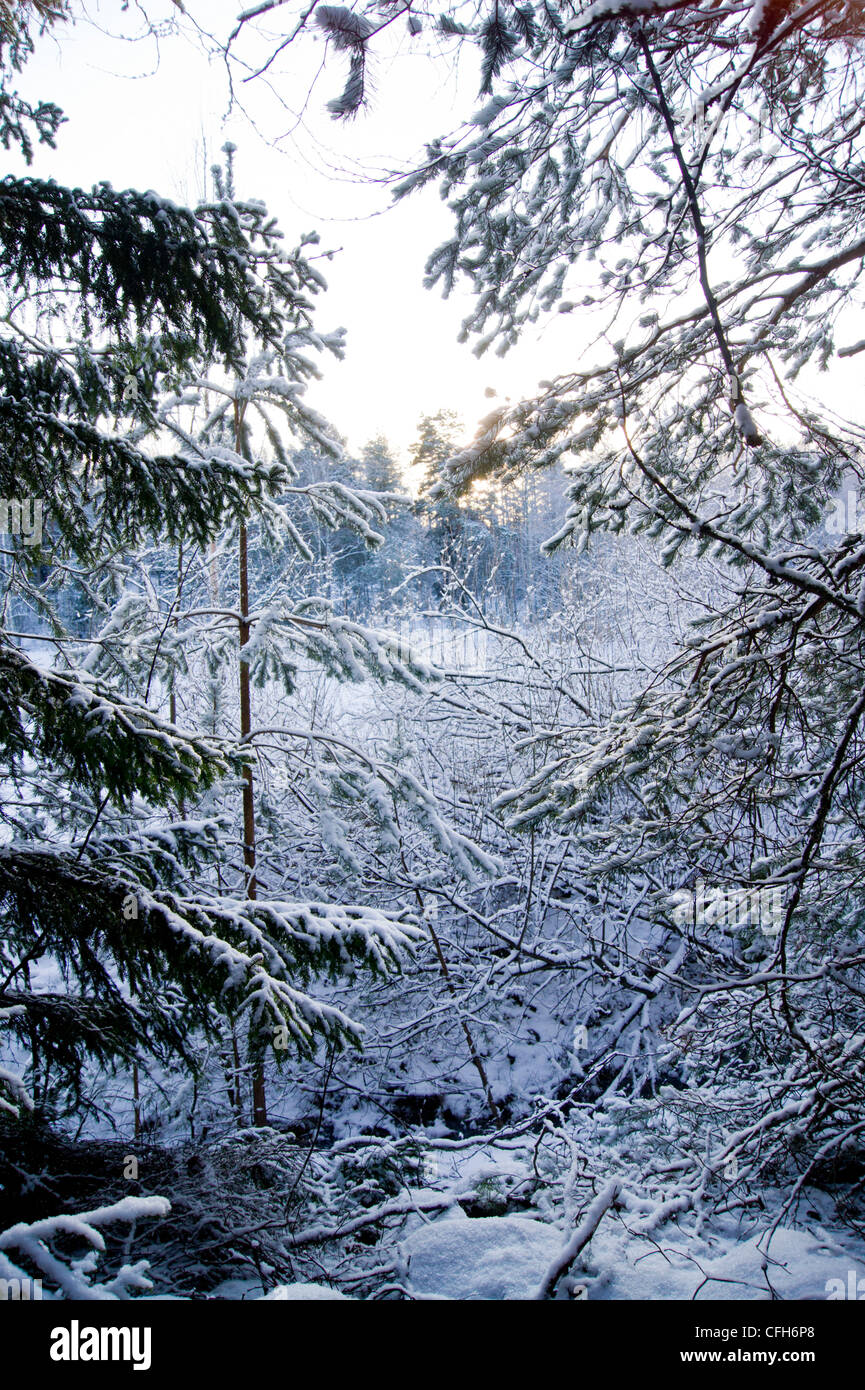 Winter snow landscapes in Ruissalo at the Kuuva area in Turku, Finland ...