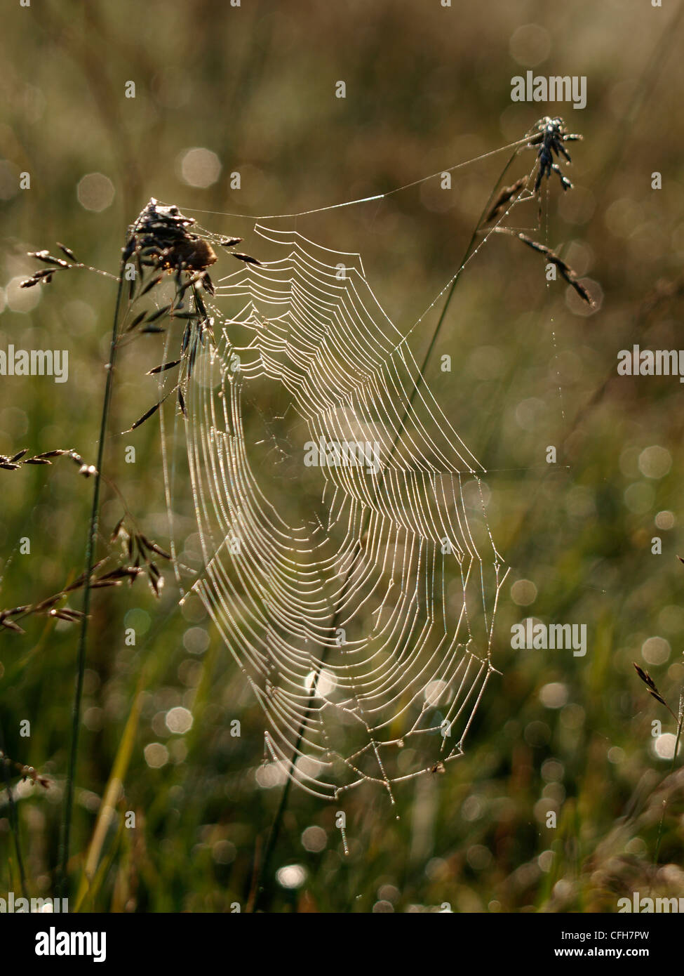 Uk cobweb hi-res stock photography and images - Alamy