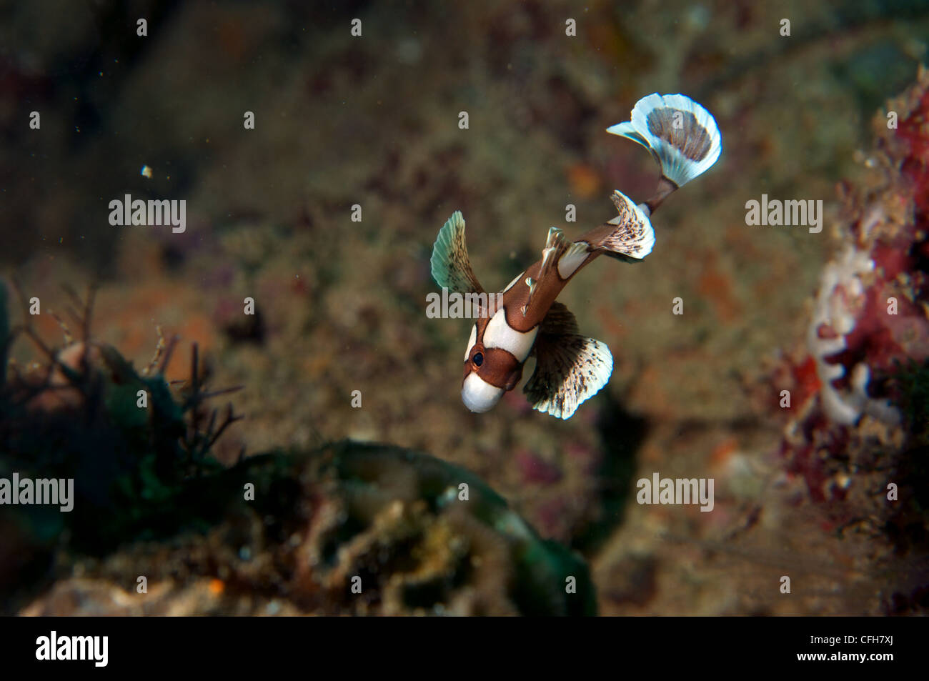 Juvenile Harlequin Sweetlips Stock Photo - Alamy