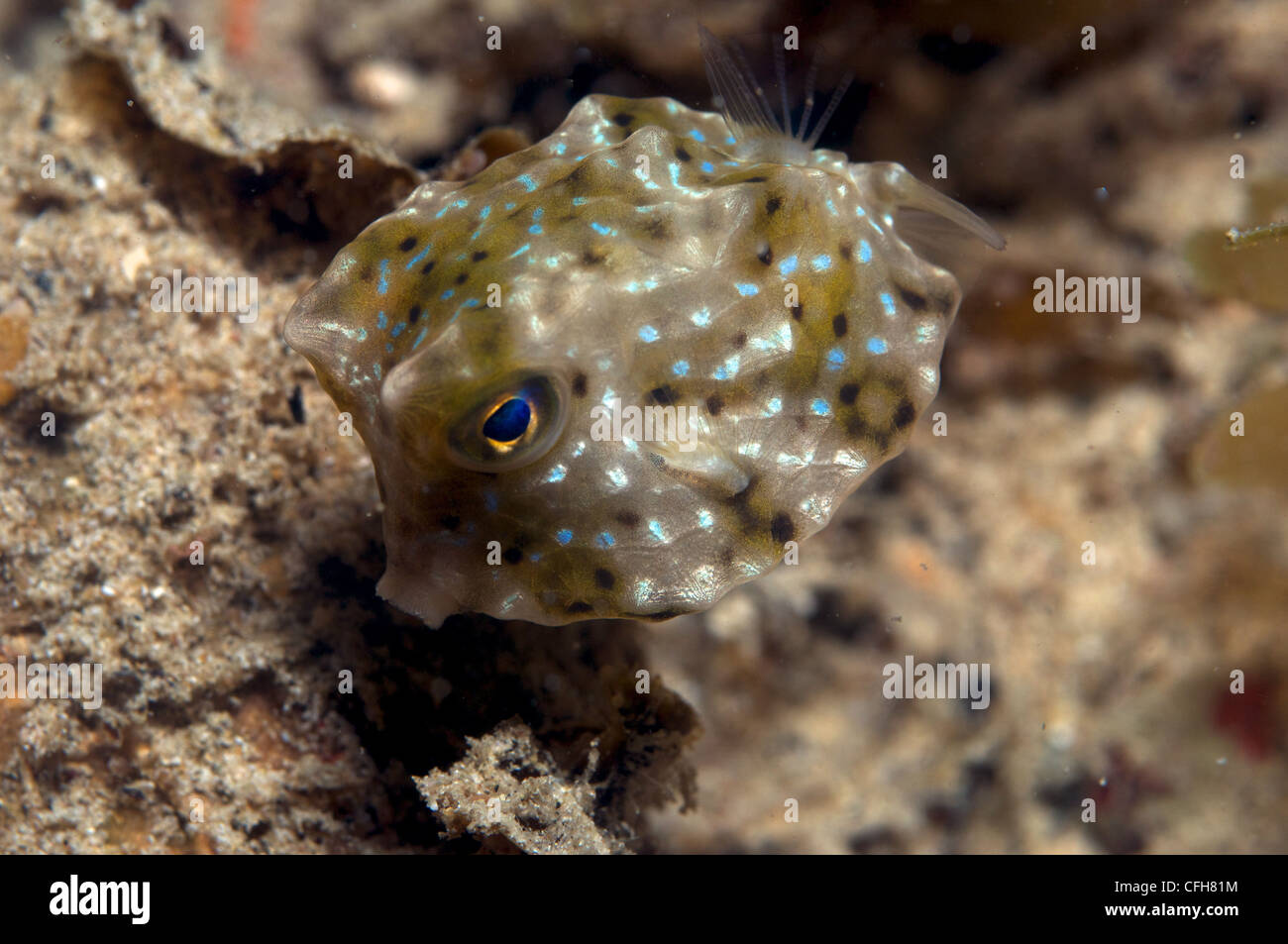 Juvenile cowfish hi-res stock photography and images - Alamy