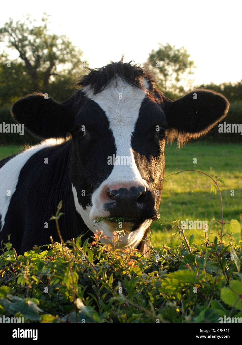 Cow looking over fence hi-res stock photography and images - Alamy