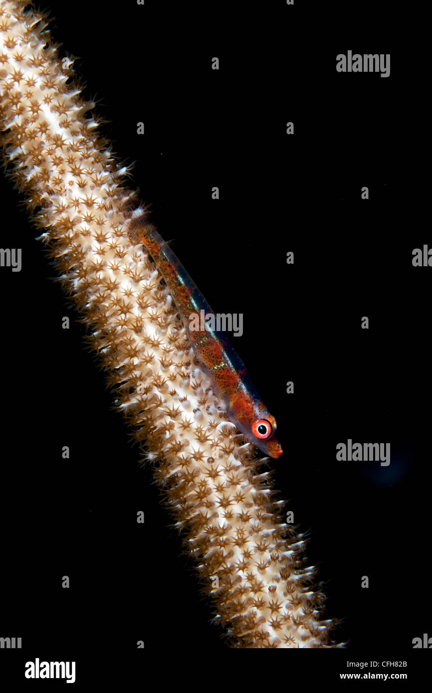 Whip goby hi-res stock photography and images - Alamy