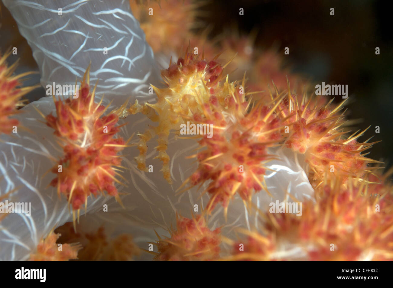 Coral crab hi-res stock photography and images - Alamy