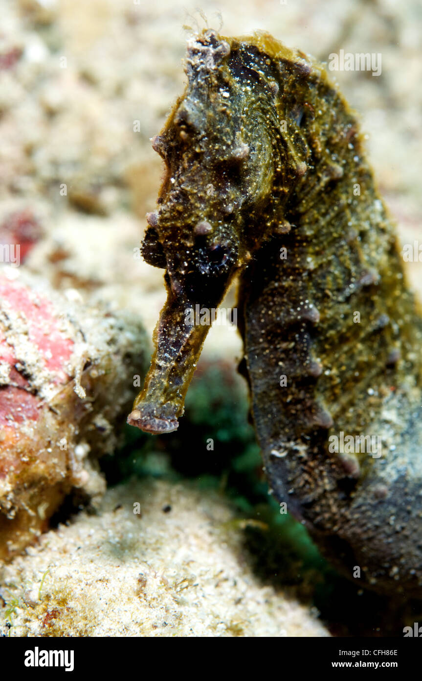Seahorse - common Stock Photo - Alamy