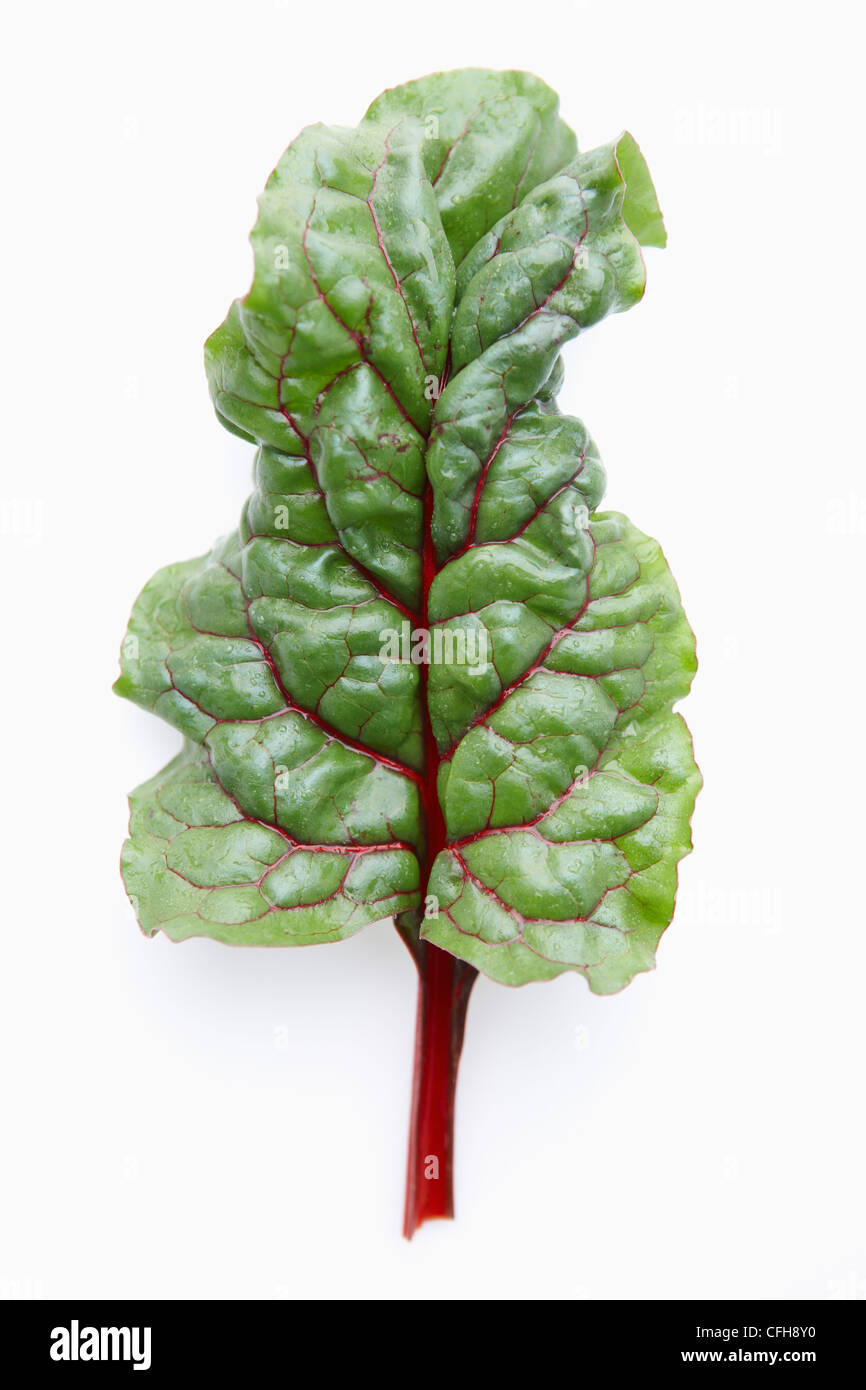 The green and red leaf of beet Stock Photo - Alamy