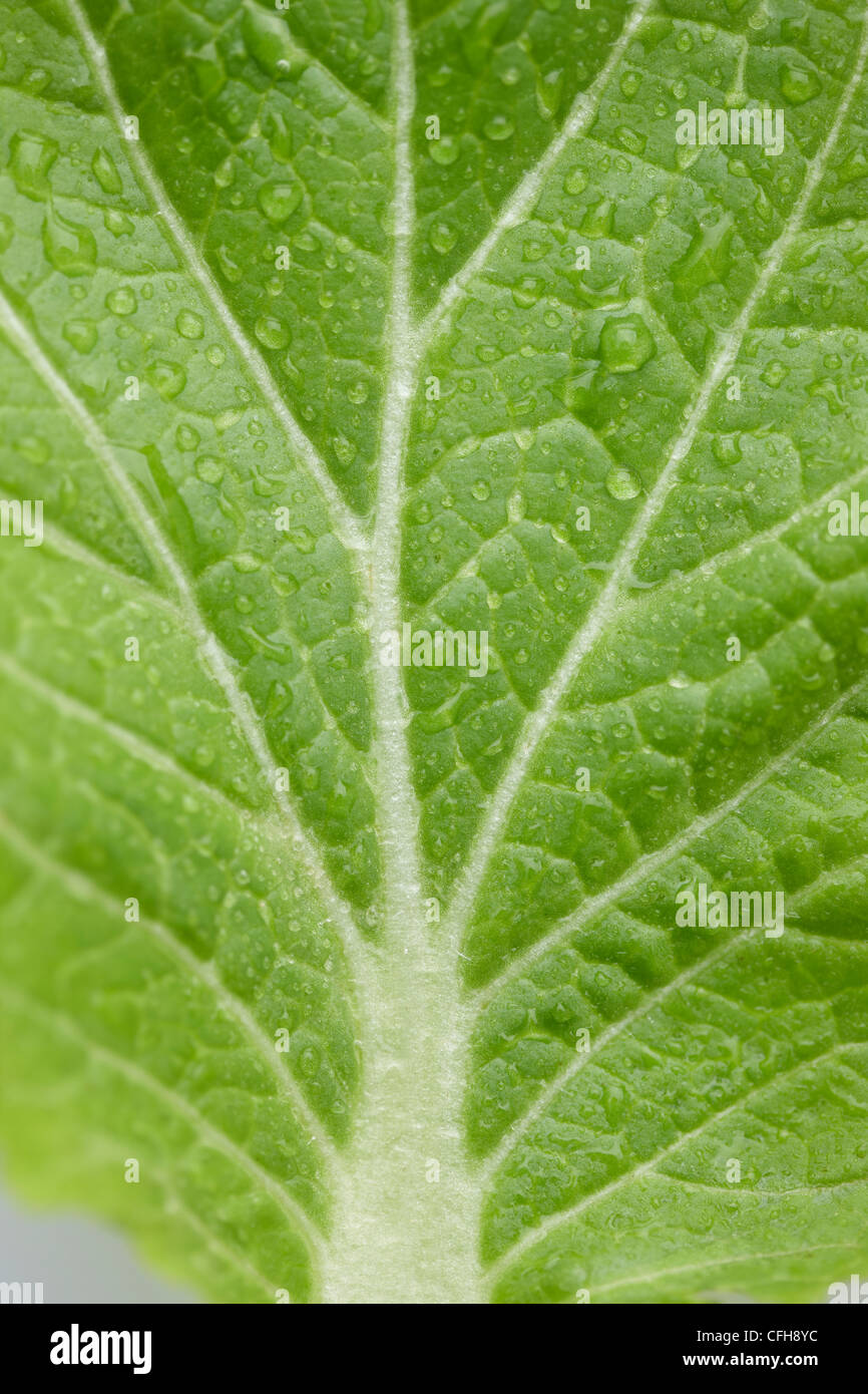 The moist green leaf of Chinese cabbage Stock Photo - Alamy