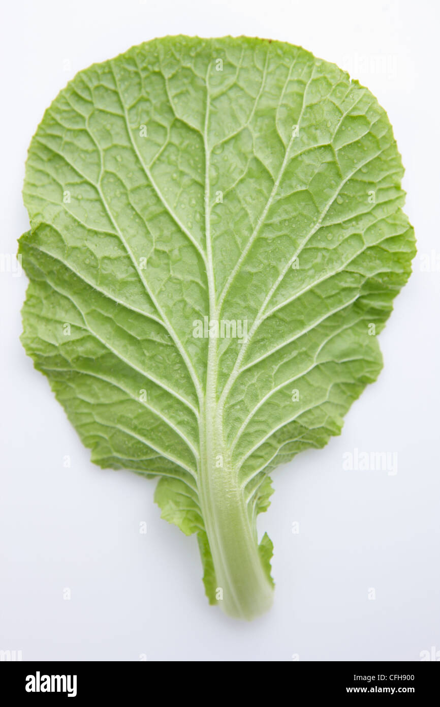 The back side of Chinese cabbage Stock Photo - Alamy