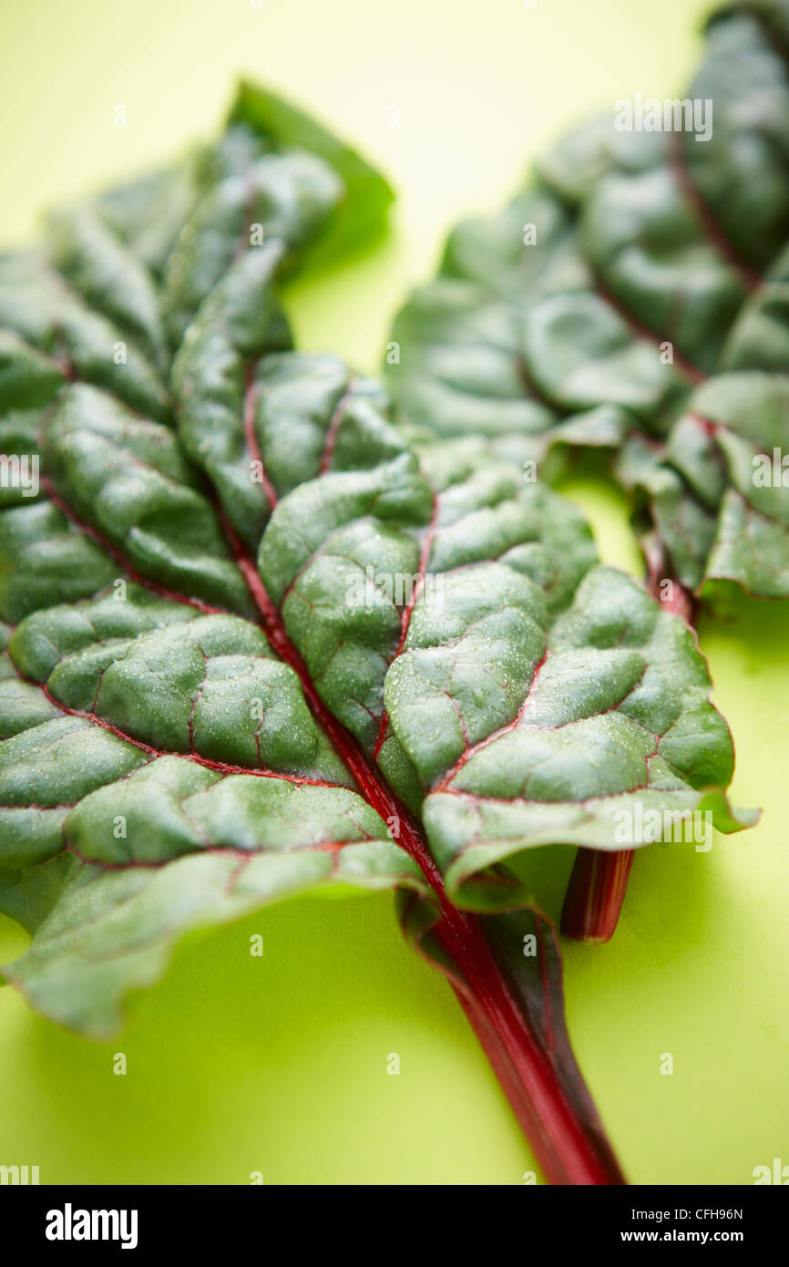 The green and red leaf of beet with the green background Stock Photo ...