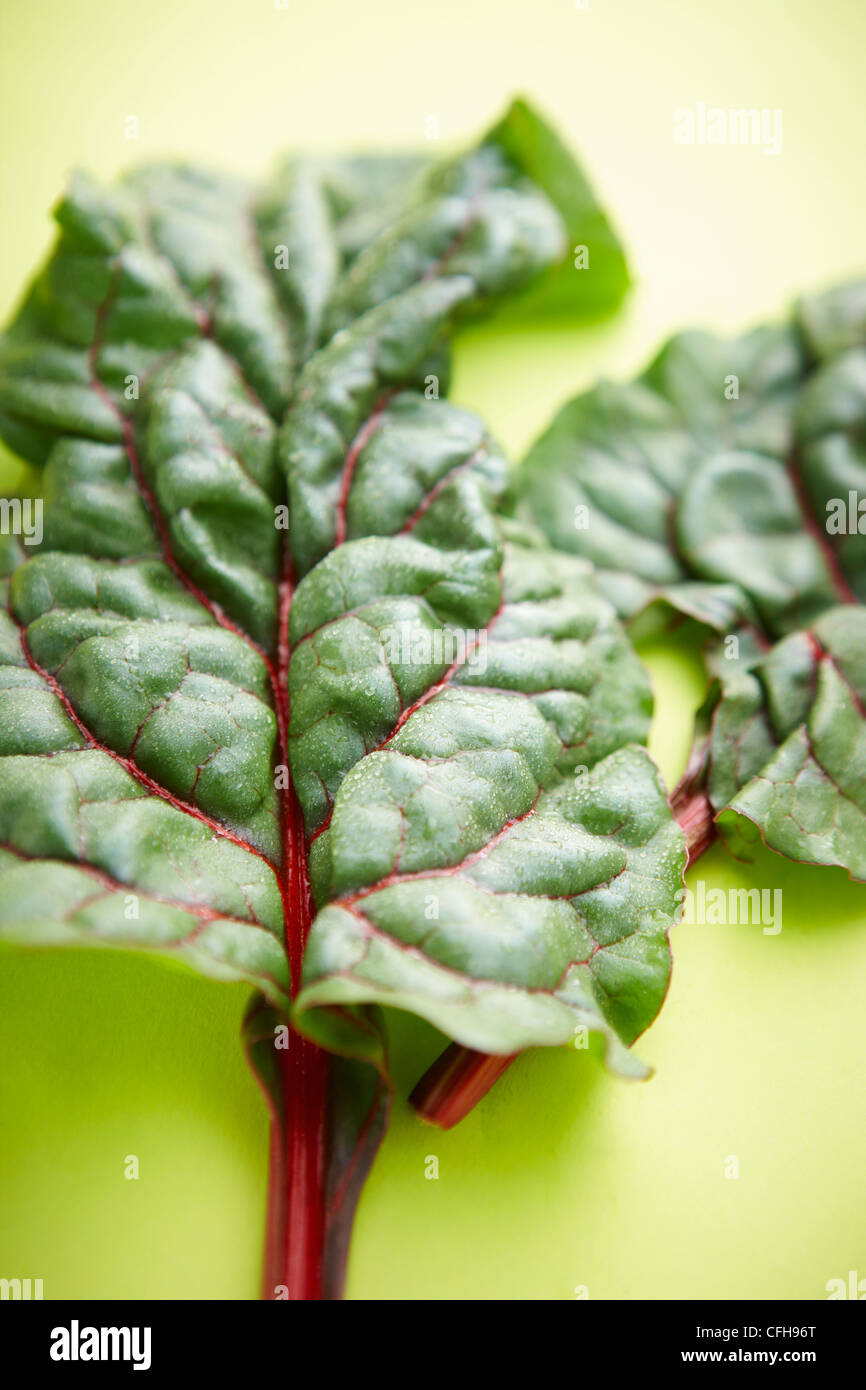 The green and red leaf of beet with the green background Stock Photo ...