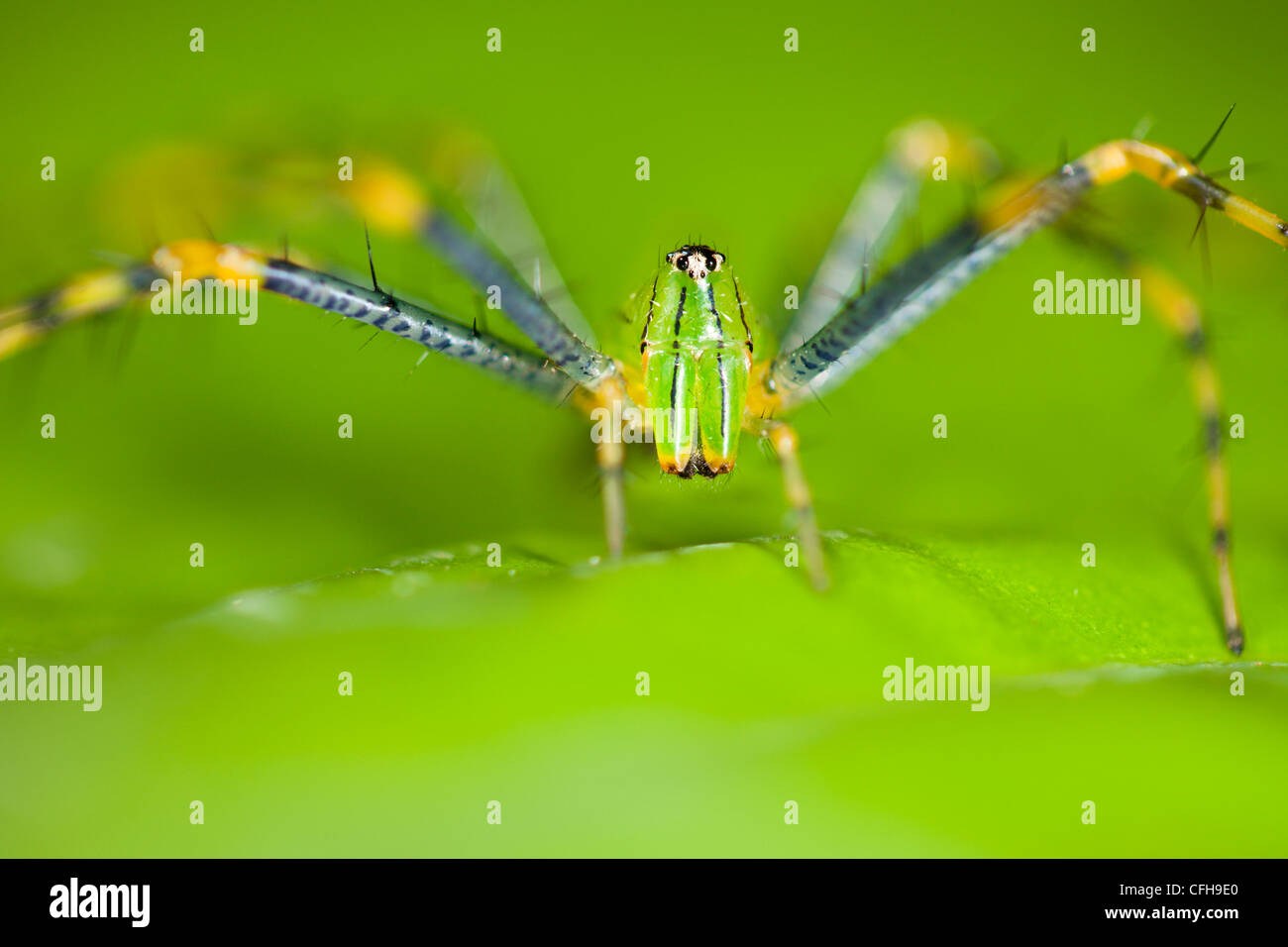 Malagasy green lynx spider masoala hi-res stock photography and images ...