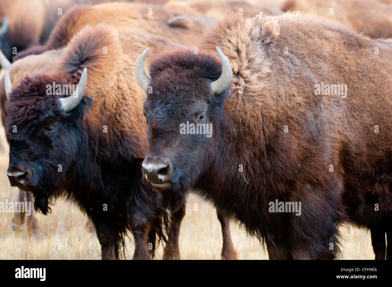 Bison pasture hi-res stock photography and images - Alamy