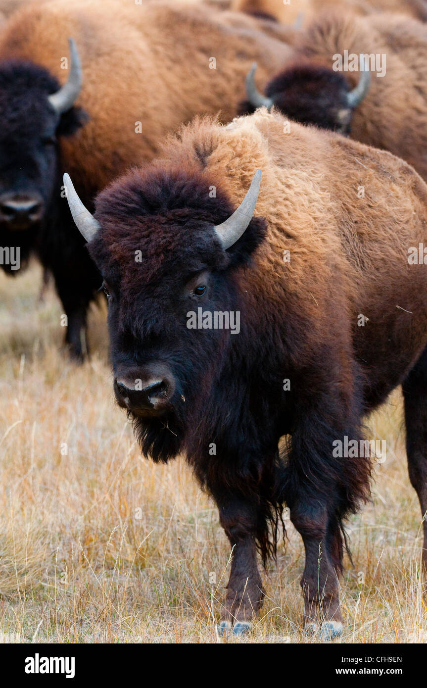 Bison pasture hi-res stock photography and images - Alamy