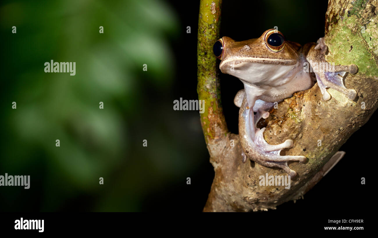 Tropical rainforest madagascar hi-res stock photography and images - Alamy